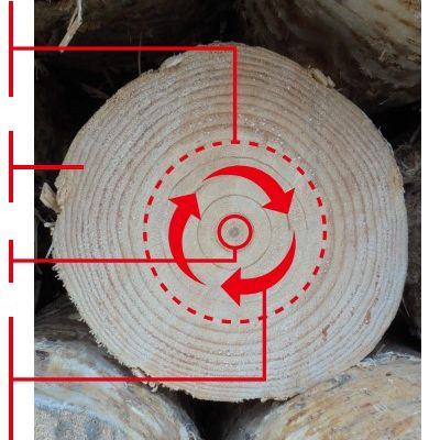 Red Stag Timber :: Pith Tells Timber's Secrets