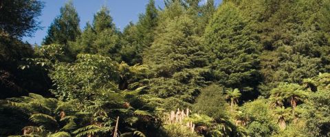 Red Stag Timber :: About Us